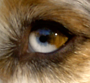 Aussie Eye Color and Eyeshine
